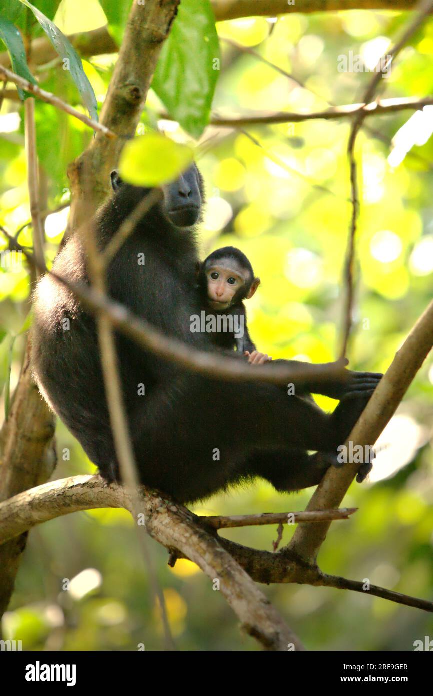 Primate reproductive survival hi-res stock photography and images - Alamy