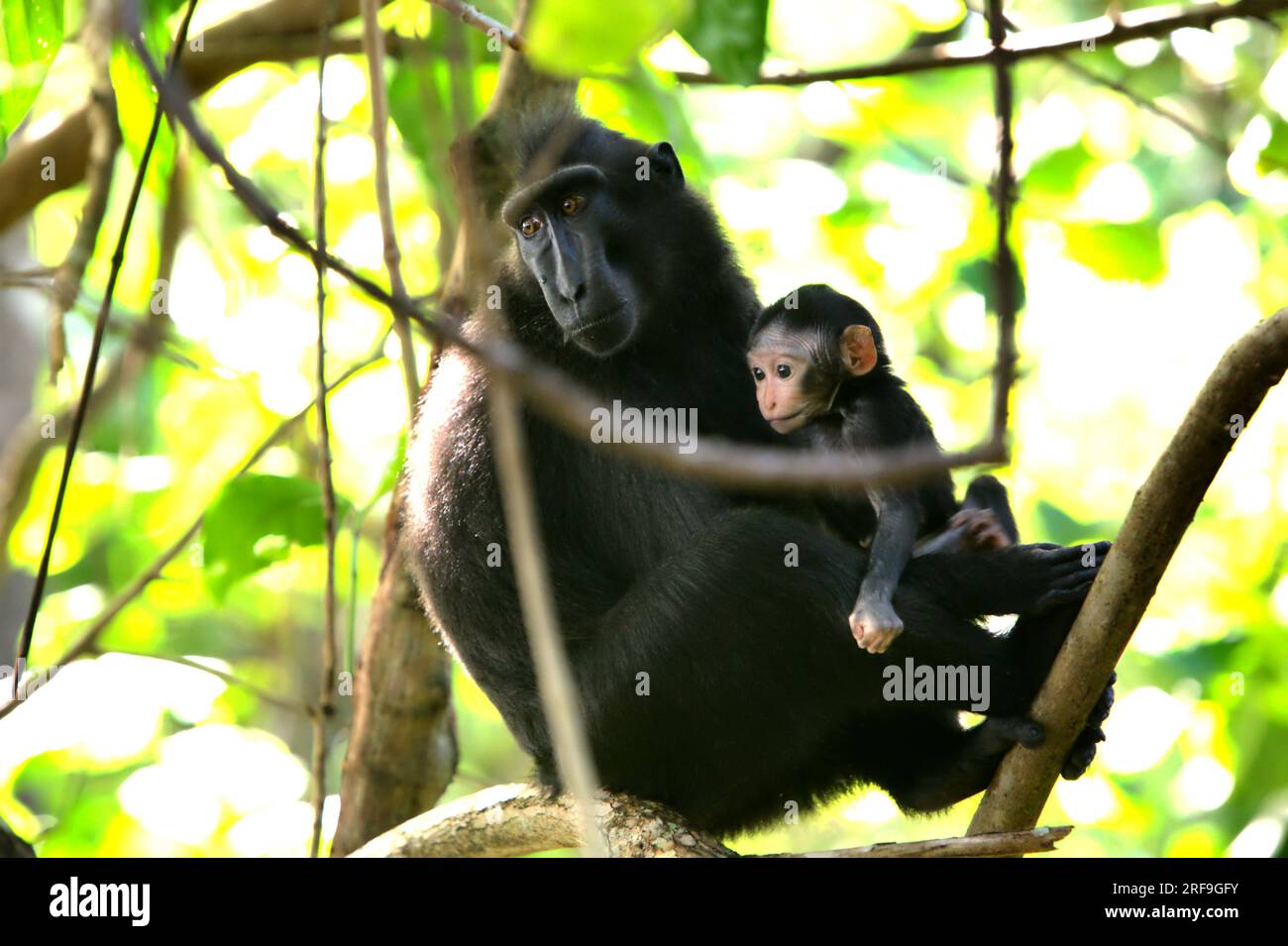 Primate infant weaning hi-res stock photography and images - Alamy