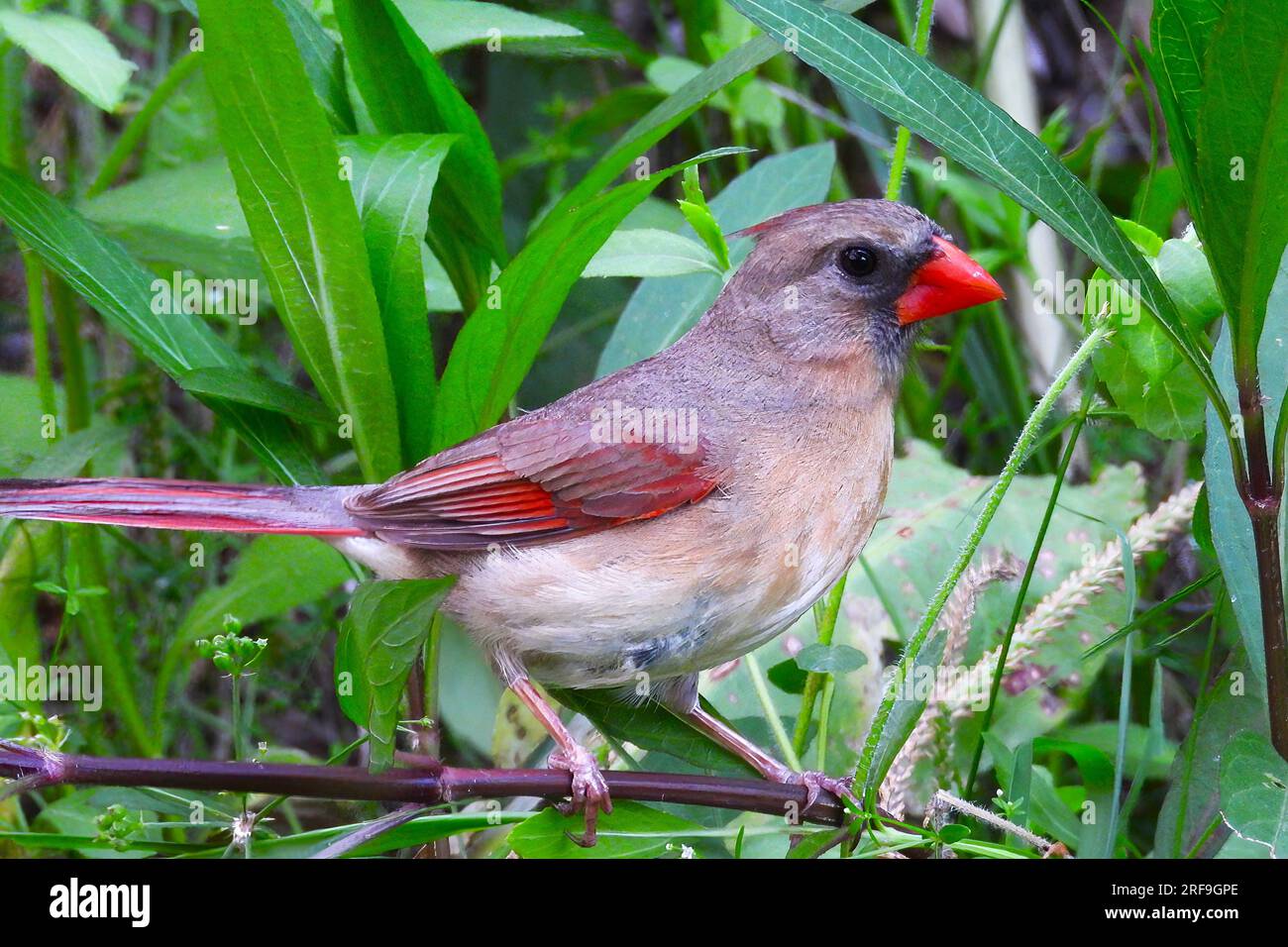 Northern Cardinal (Female Stock Photo - Alamy