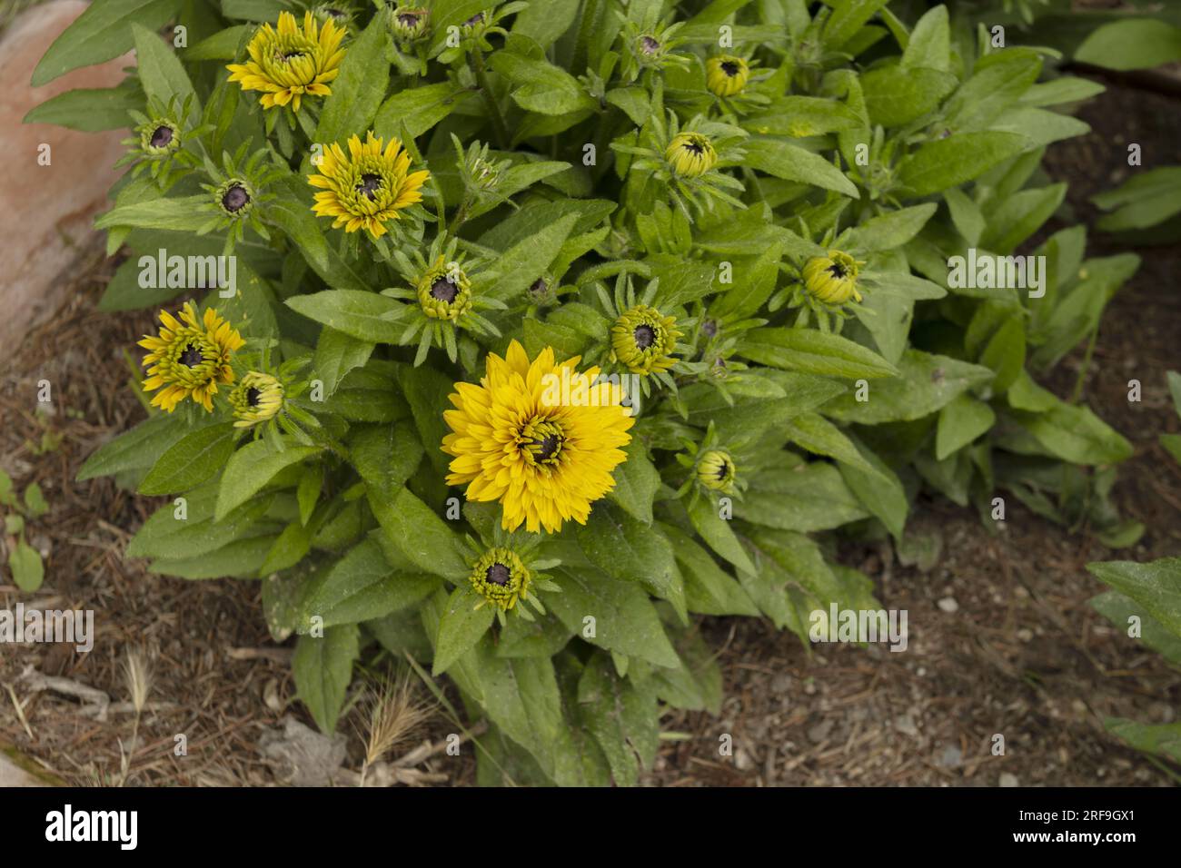 Isolated clump of flowers hi-res stock photography and images - Alamy