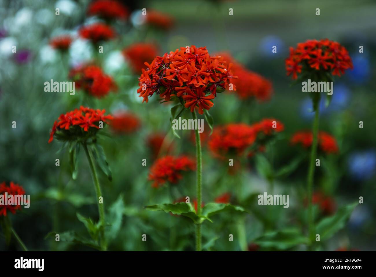 Branches of red flowers with long green stems in an urban garden Stock ...