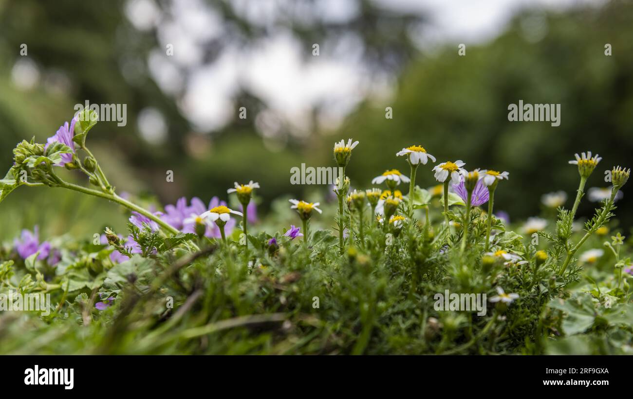 Branches of daisies and other small flowers with long green stems and ...