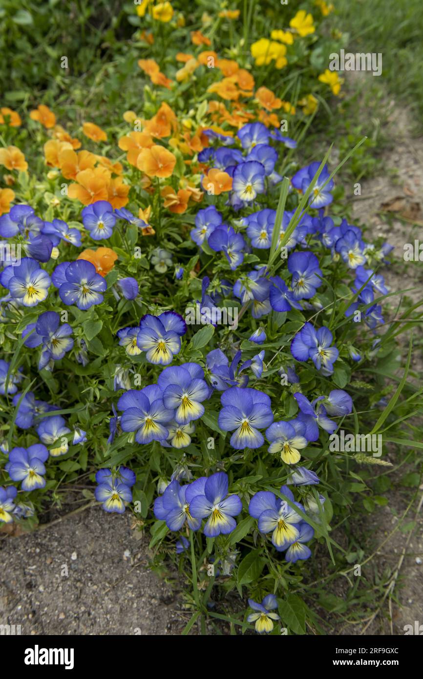 Several clumps of flowers of different colors at ground level in an ...