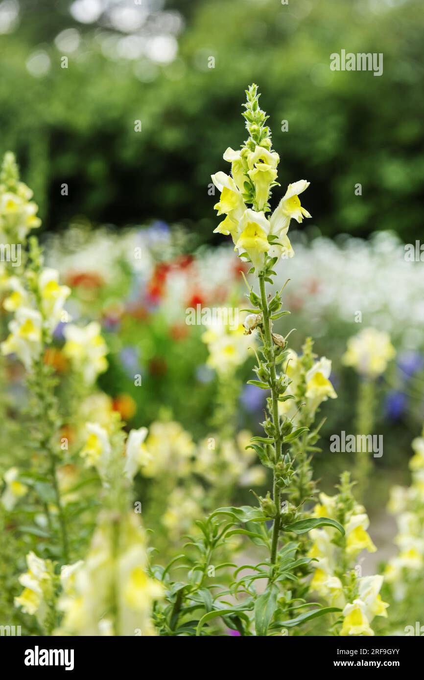 Pretty yellow snowdrop flowers in a large flower field with other ...