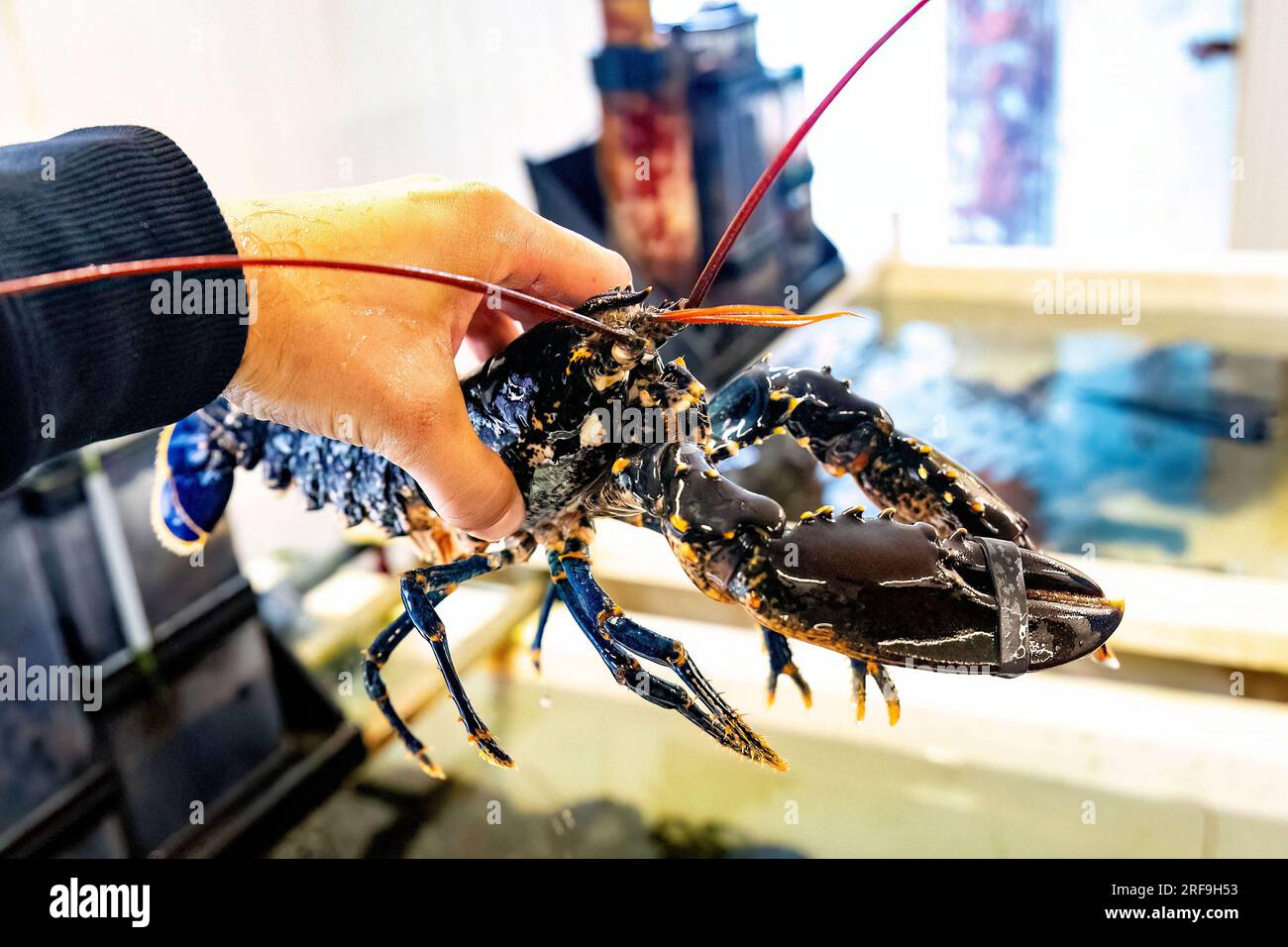 Holding alive blue lobster with rubber bands at the shop Stock Photo ...