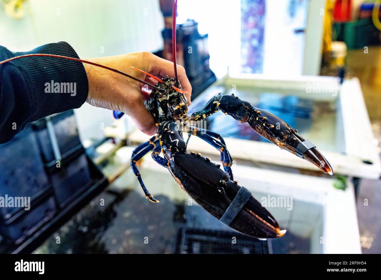 Holding alive blue lobster with rubber bands at the shop Stock Photo ...