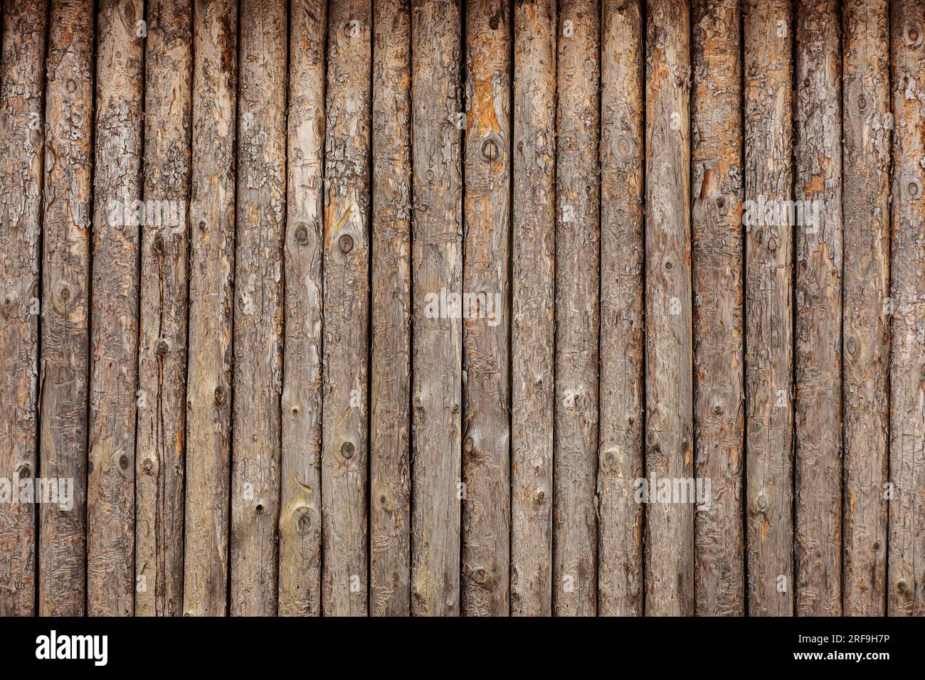 Rough wood texture. The walls of a country house are made of rough logs ...