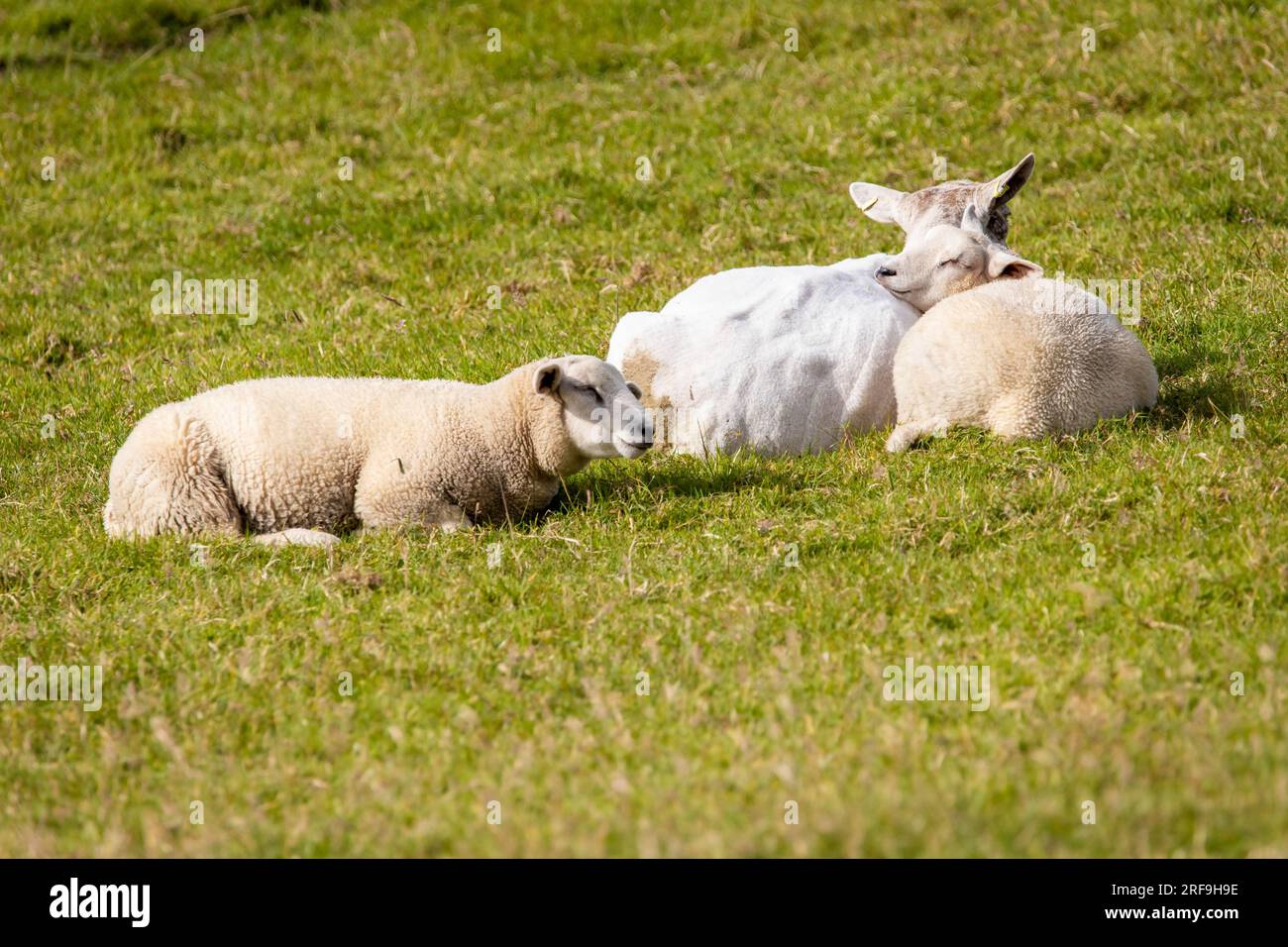 Happy sheep in the grass hi-res stock photography and images - Alamy