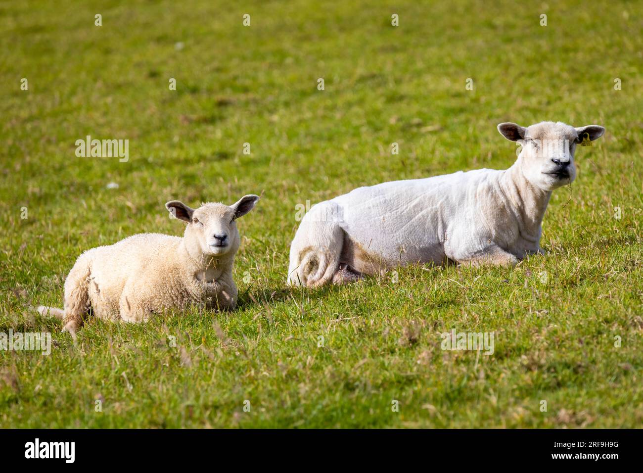 Sheep laying in farm field hi-res stock photography and images - Alamy