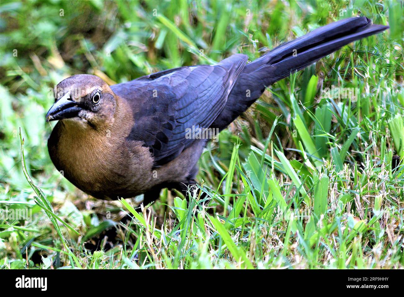 Great Tailed Grackle Stock Photo - Alamy