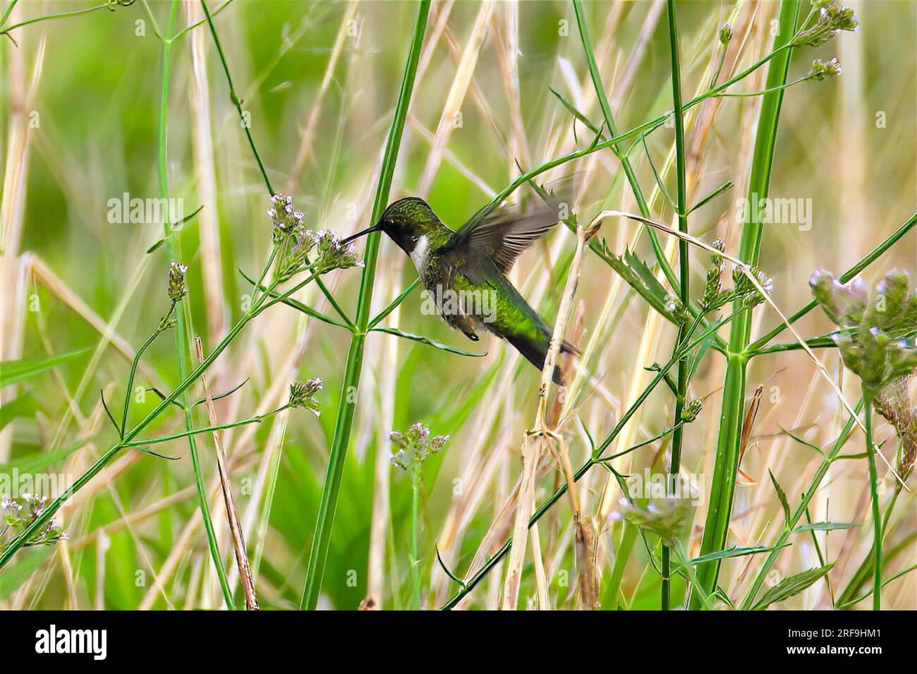 Best hummingbird photos hi-res stock photography and images - Alamy
