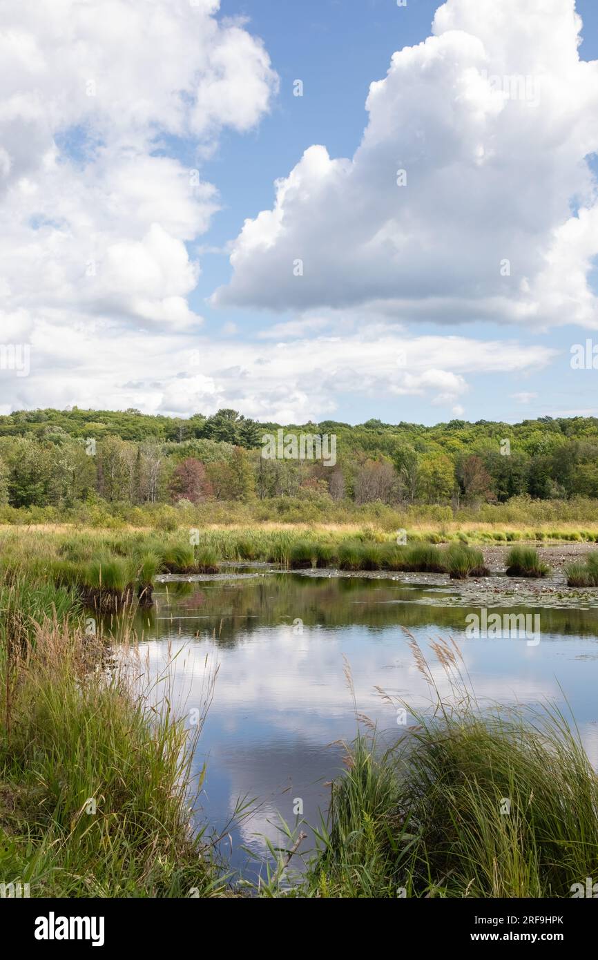 Vegetation and forest around a marsh in summer in Muskoka Ontario Stock ...