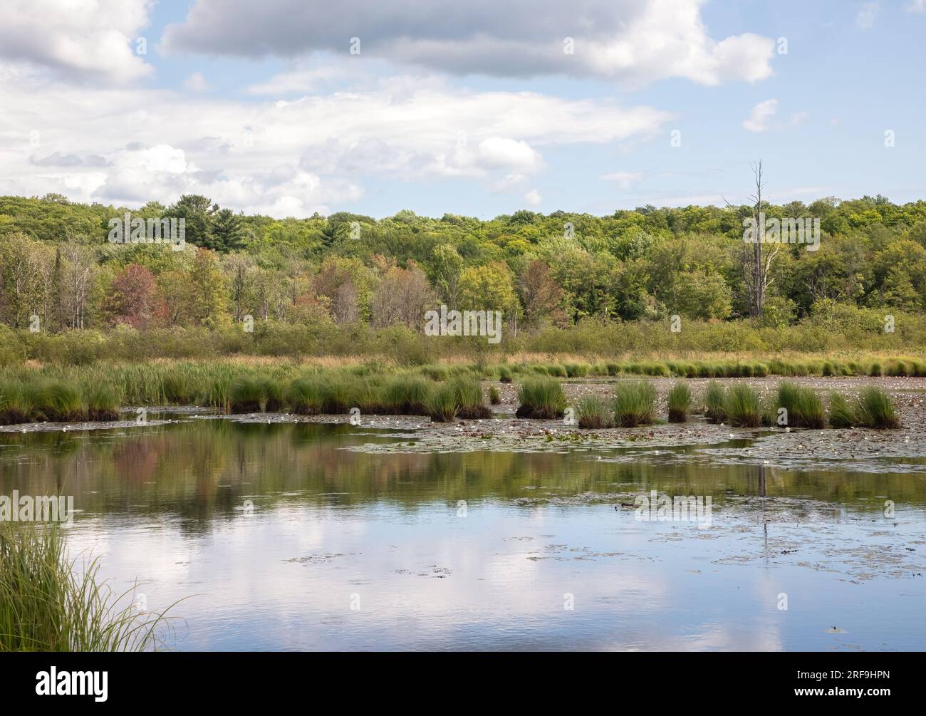 Vegetation and forest around a marsh in summer in Muskoka Ontario Stock ...