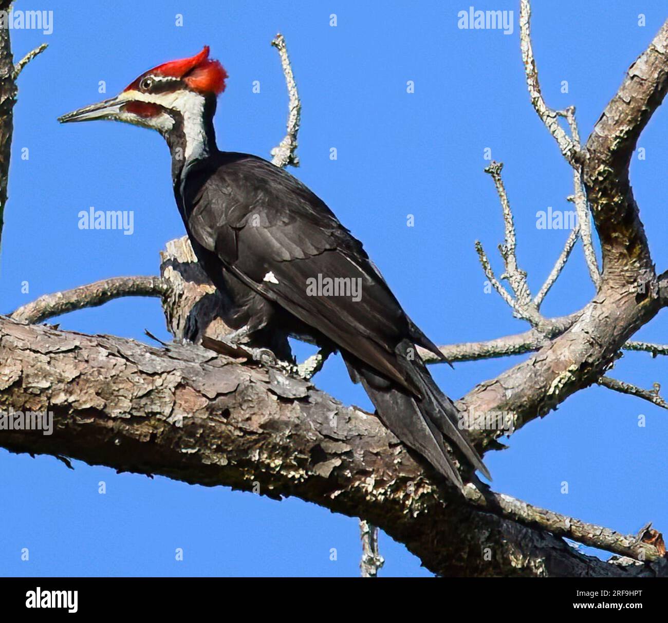 Pileated woodpecker photos hi-res stock photography and images - Alamy