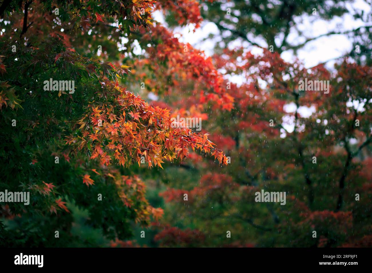 red mable leaves and rainging in kyoto japan Stock Photo - Alamy