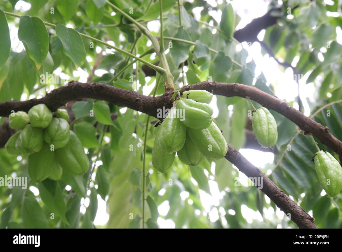 Averrhoa bilimbi on tree for harvest are cash crops Stock Photo - Alamy