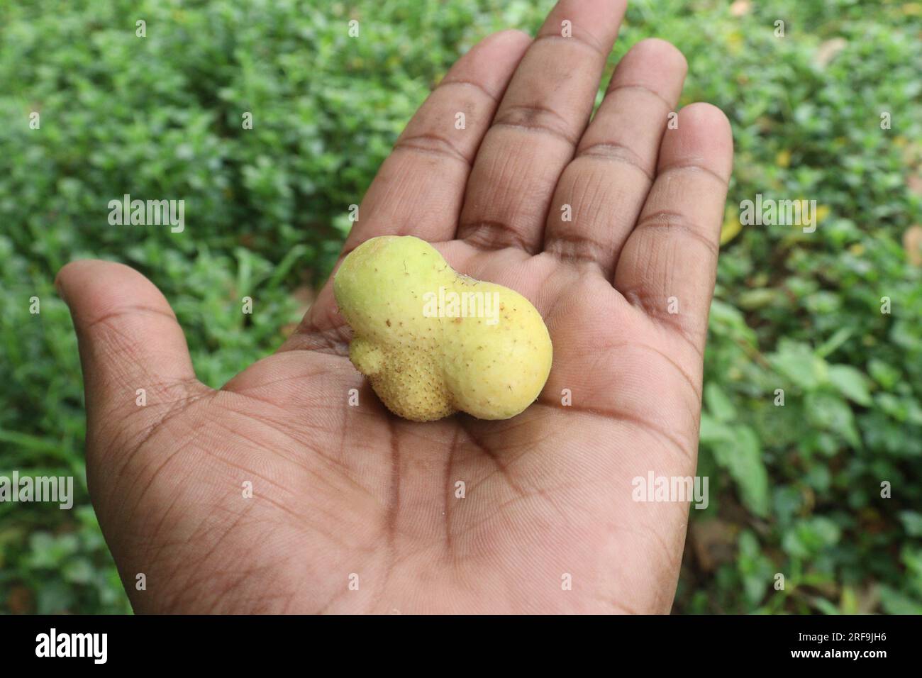 Monkey Jack on hand The tree is valued for its wood; its fruit is ...