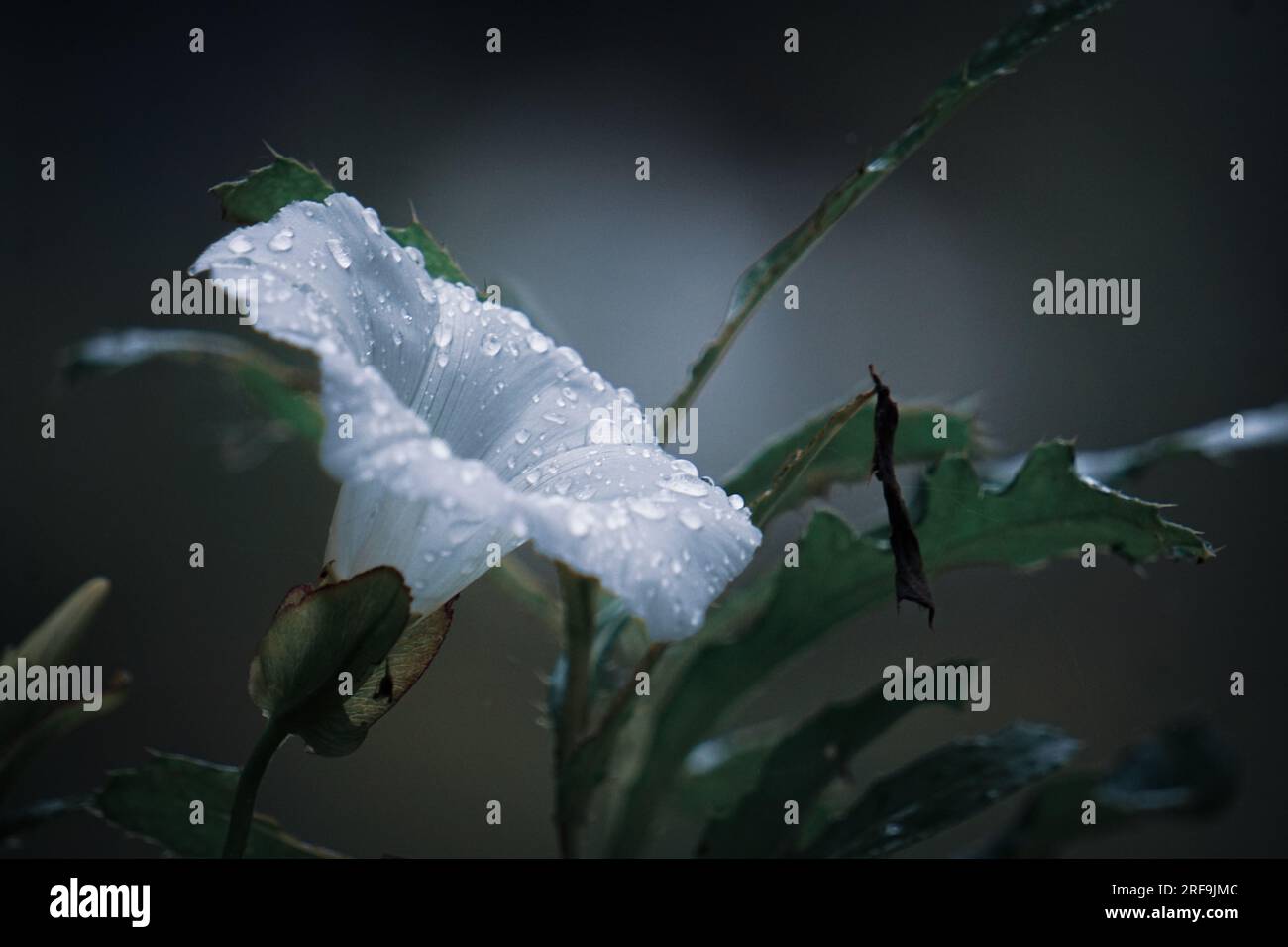 Wet white flower hi-res stock photography and images - Alamy