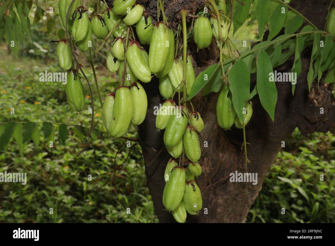 Averrhoa bilimbi on tree for harvest are cash crops Stock Photo - Alamy