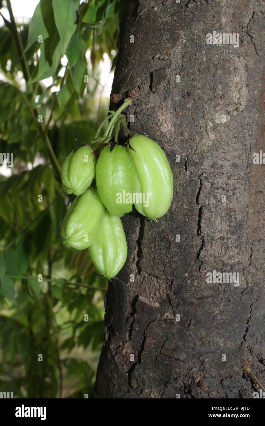 Averrhoa bilimbi on tree for harvest are cash crops Stock Photo - Alamy