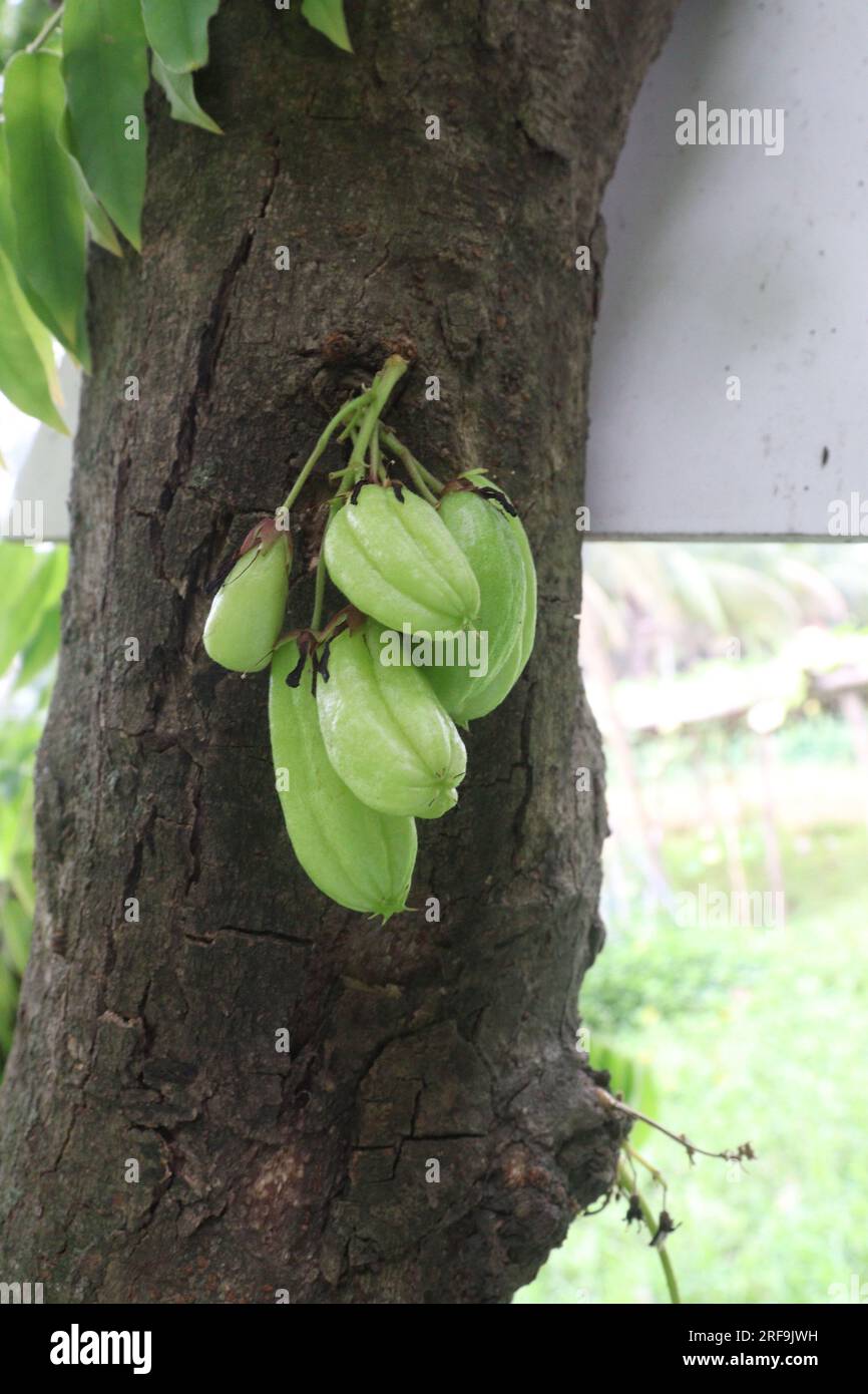 Averrhoa bilimbi on tree for harvest are cash crops Stock Photo - Alamy