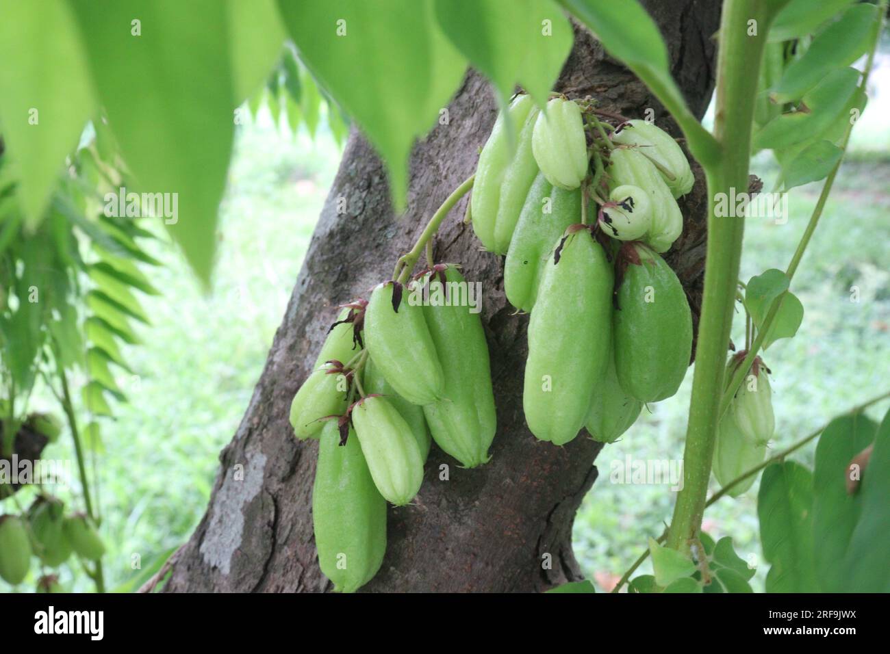 Averrhoa bilimbi on tree for harvest are cash crops Stock Photo - Alamy
