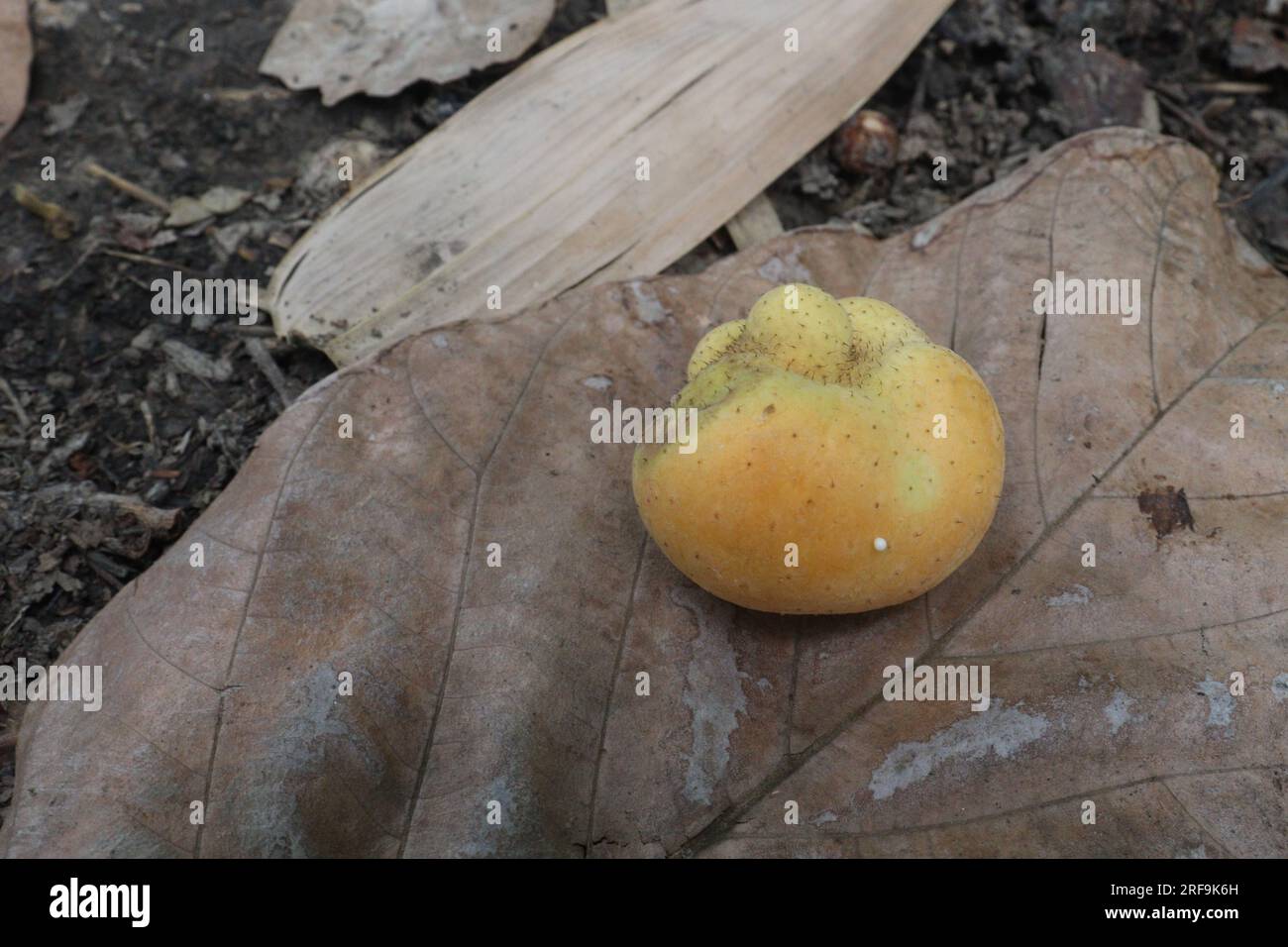Monkey Jack on farm for harvest are cash crops The tree is valued for ...