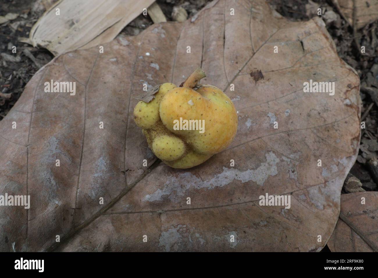 Monkey Jack on farm for harvest are cash crops The tree is valued for ...
