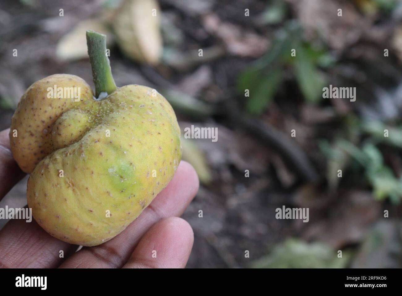Monkey jack fruit hi-res stock photography and images - Alamy
