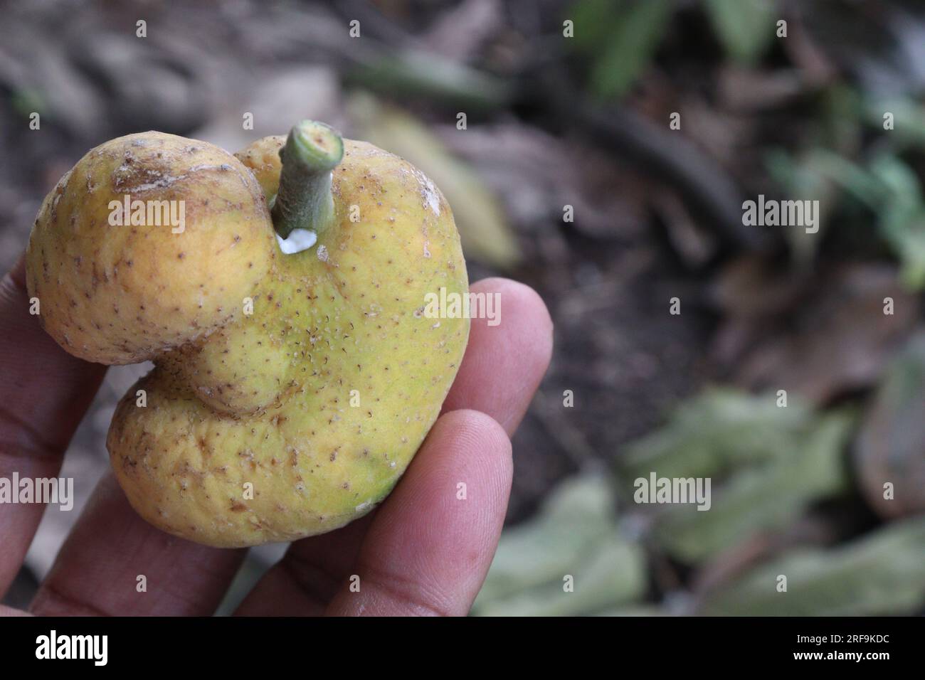 Monkey Jack on hand The tree is valued for its wood; its fruit is ...