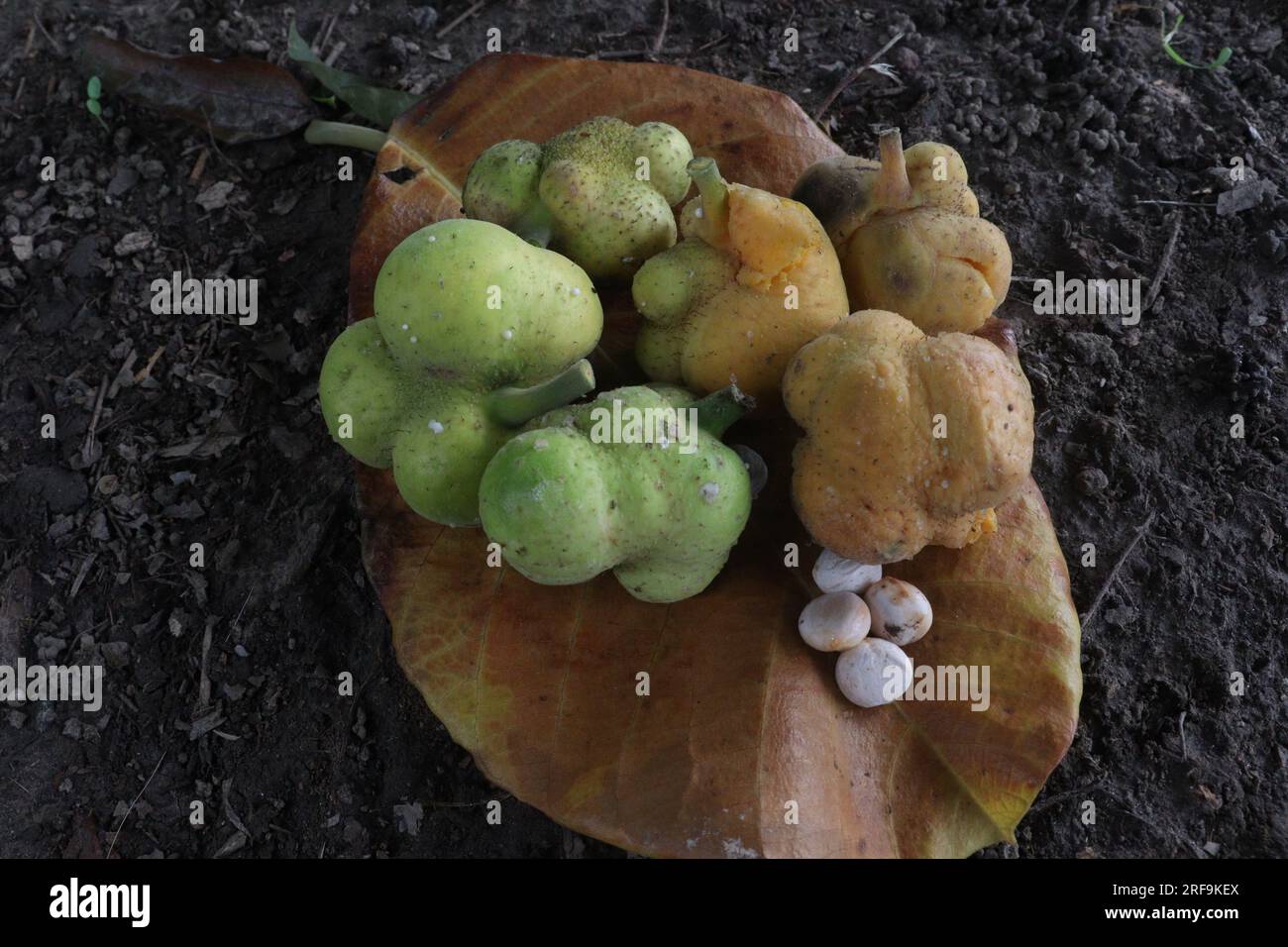 Monkey Jack on farm for harvest are cash crops The tree is valued for ...
