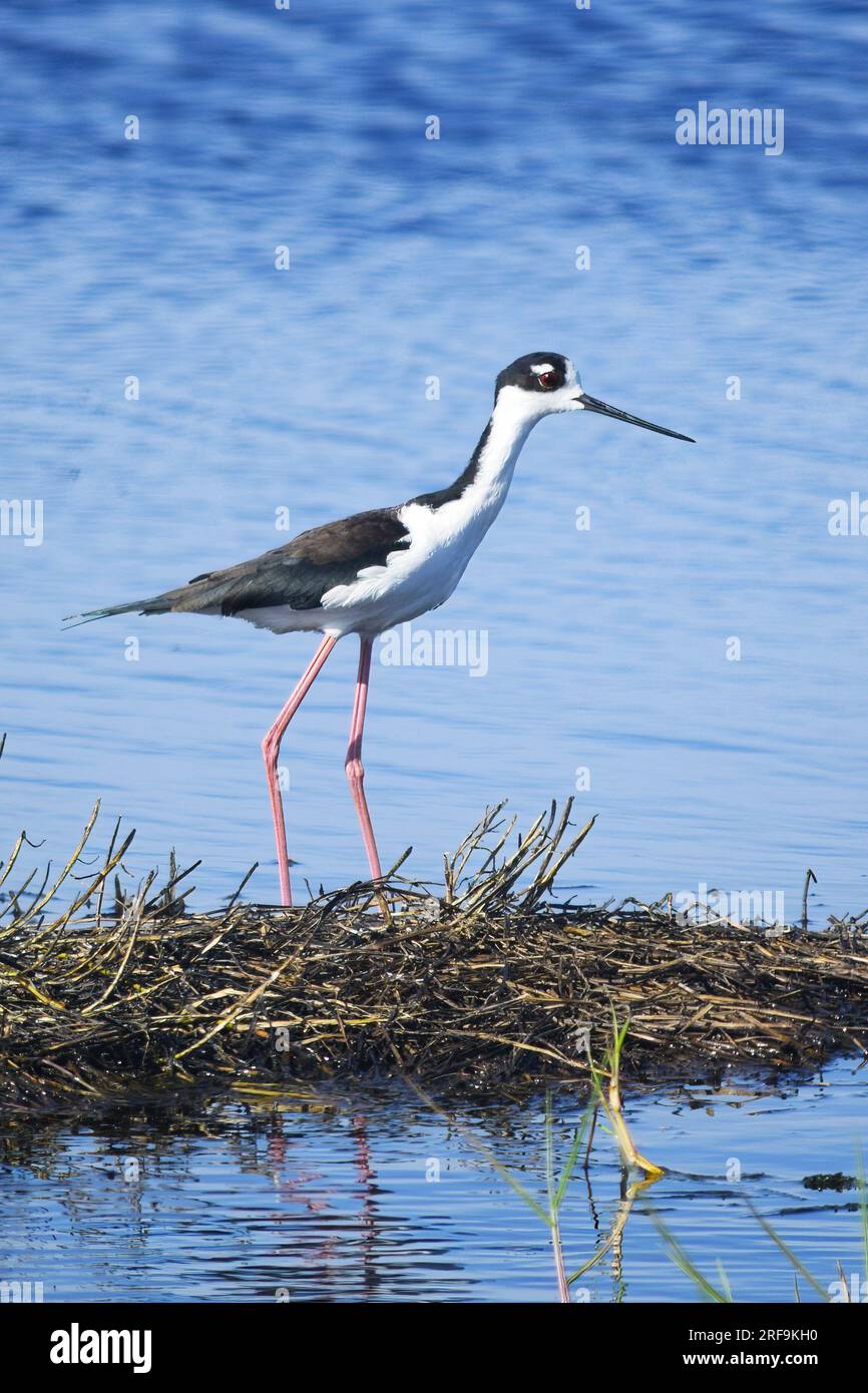 Stilt birds hi-res stock photography and images - Alamy