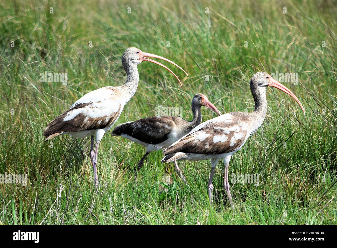 White bird photos hi-res stock photography and images - Alamy