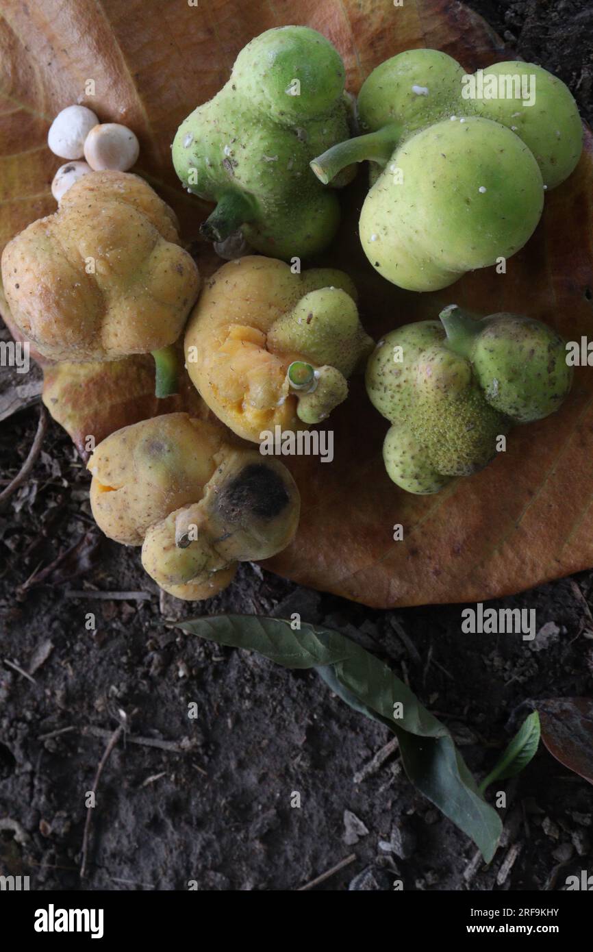 Monkey Jack on farm for harvest are cash crops The tree is valued for ...