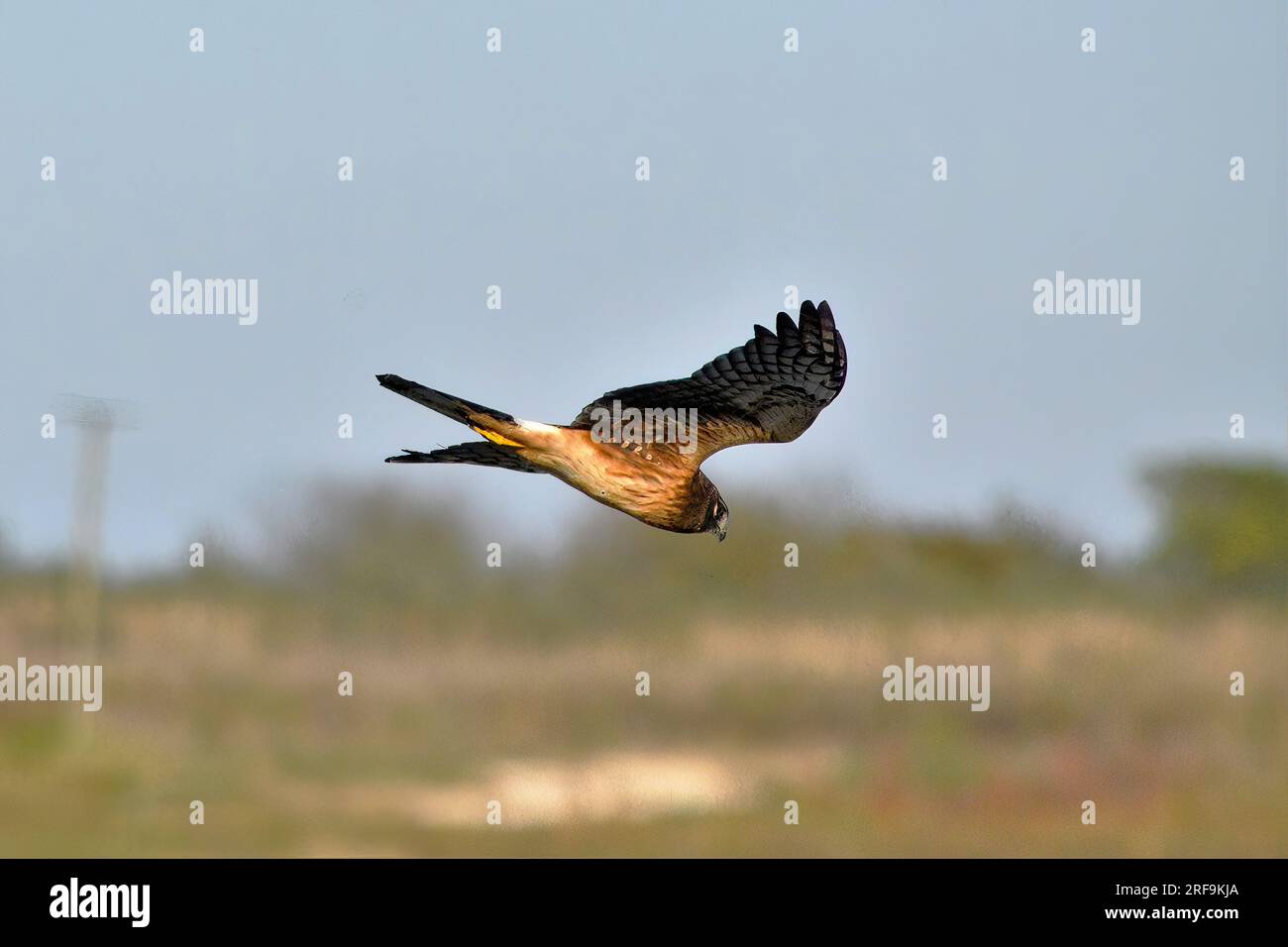 Pallid harrier hi-res stock photography and images - Alamy