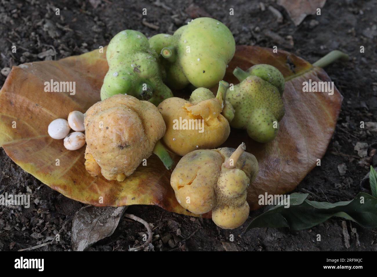 Monkey Jack on farm for harvest are cash crops The tree is valued for ...