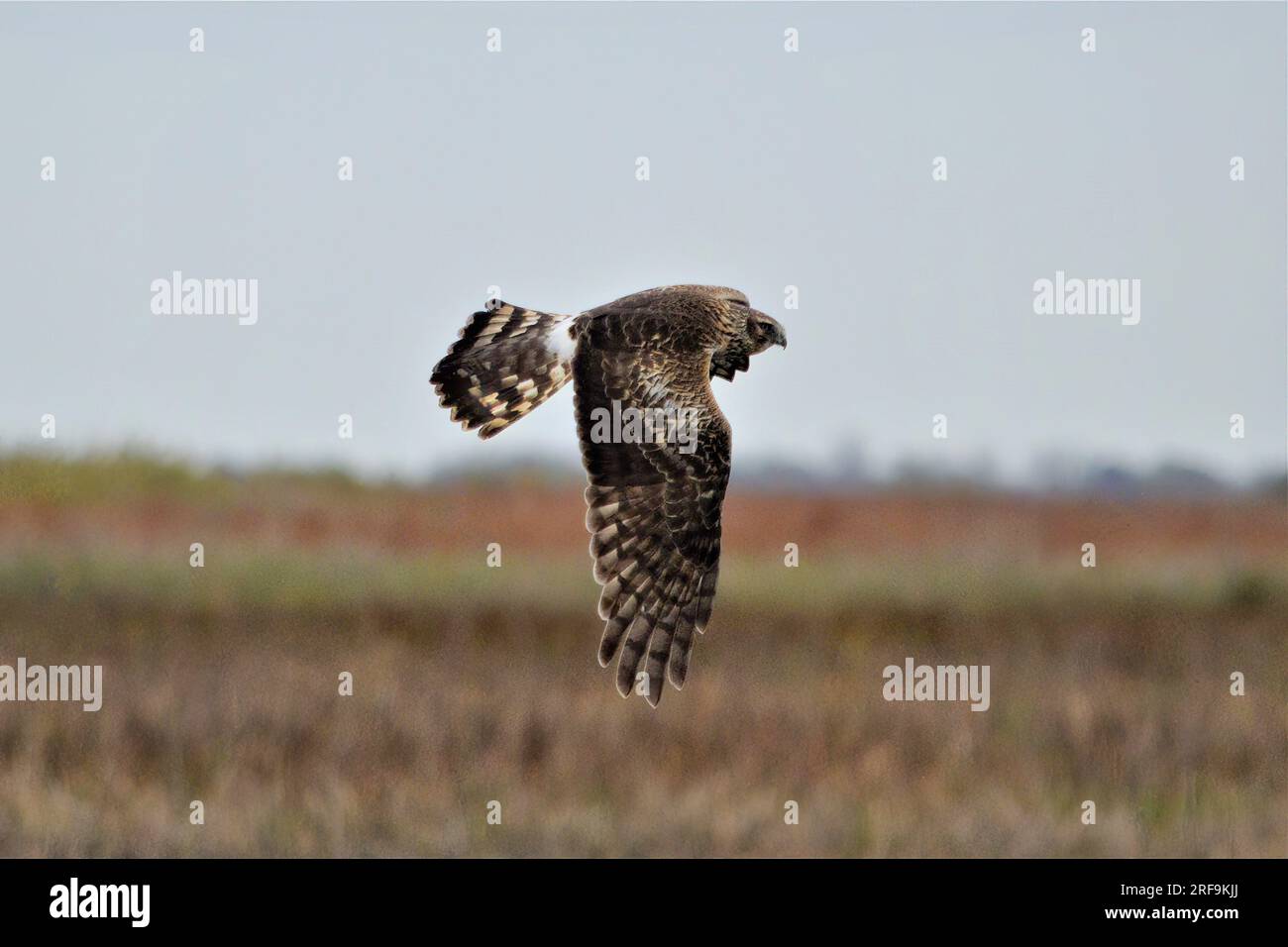Hen photos hi-res stock photography and images - Alamy