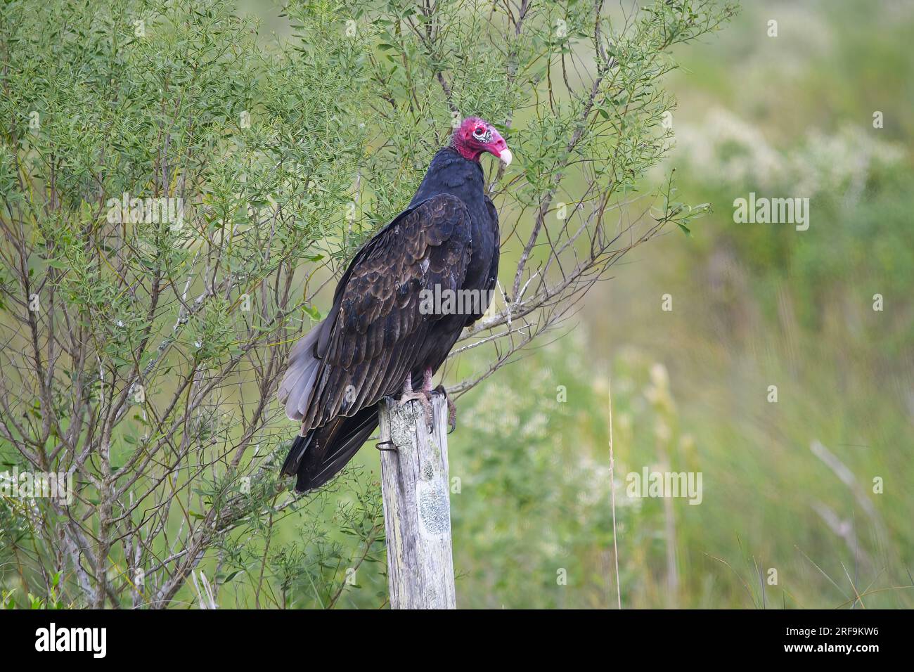 Vulture captures hi-res stock photography and images - Alamy