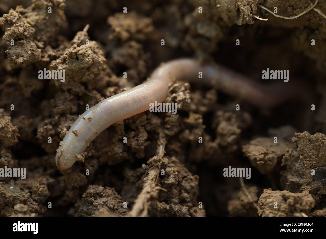 One worm crawling in wet soil, closeup Stock Photo - Alamy