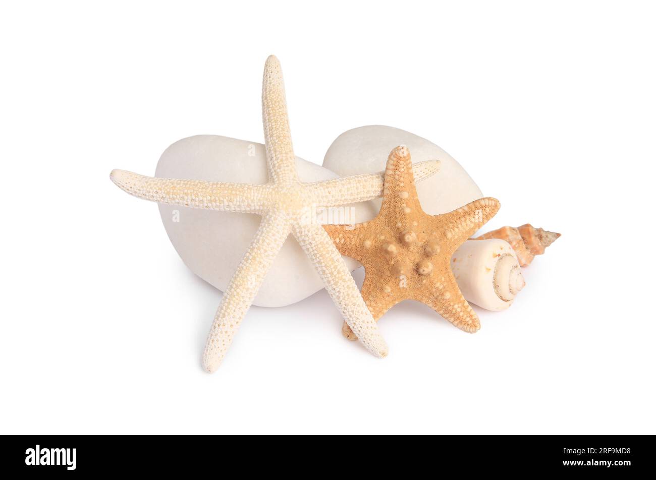 Beautiful sea stars shells hi-res stock photography and images - Alamy