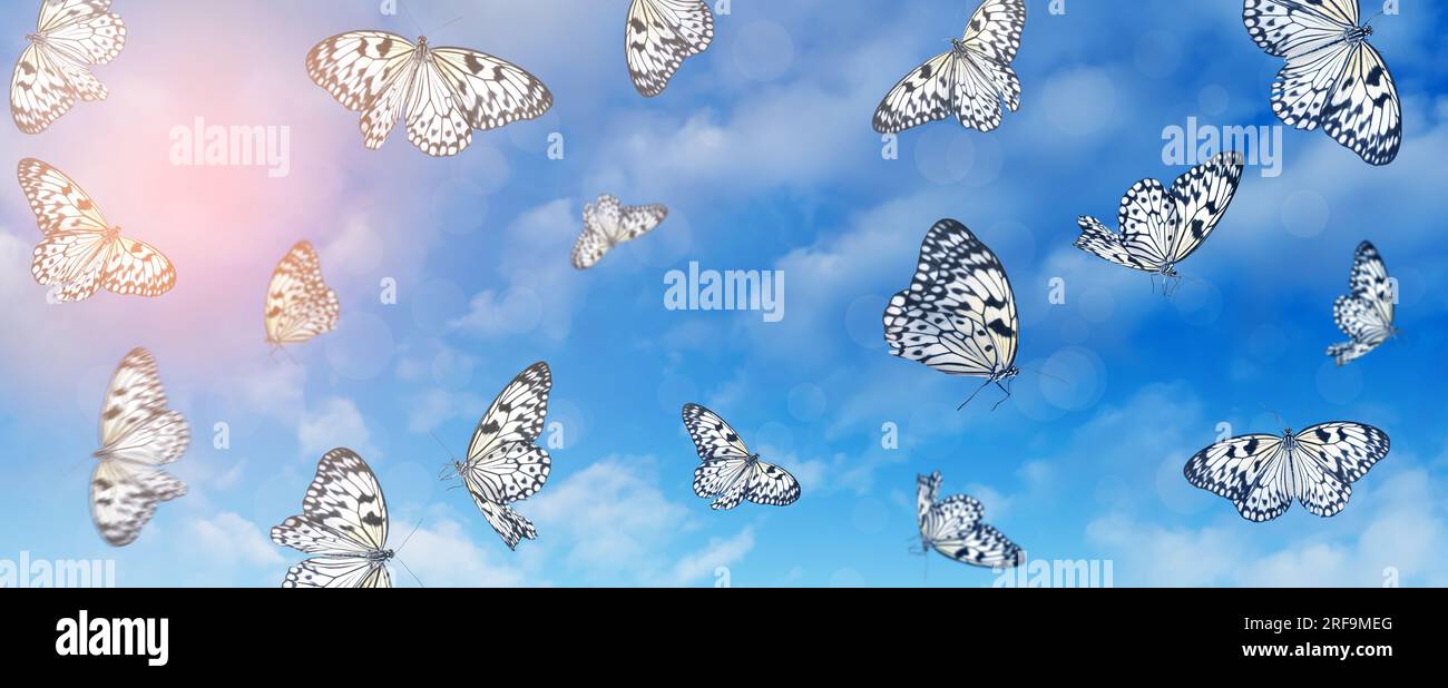 Many beautiful butterflies flying in sky, banner design Stock Photo - Alamy