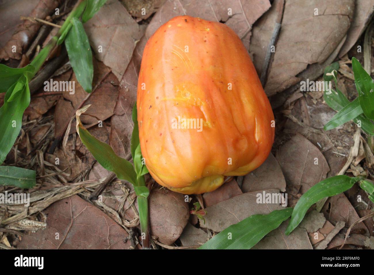 ripe cashew apple with Nut on farm for harvest are cash crops and ...