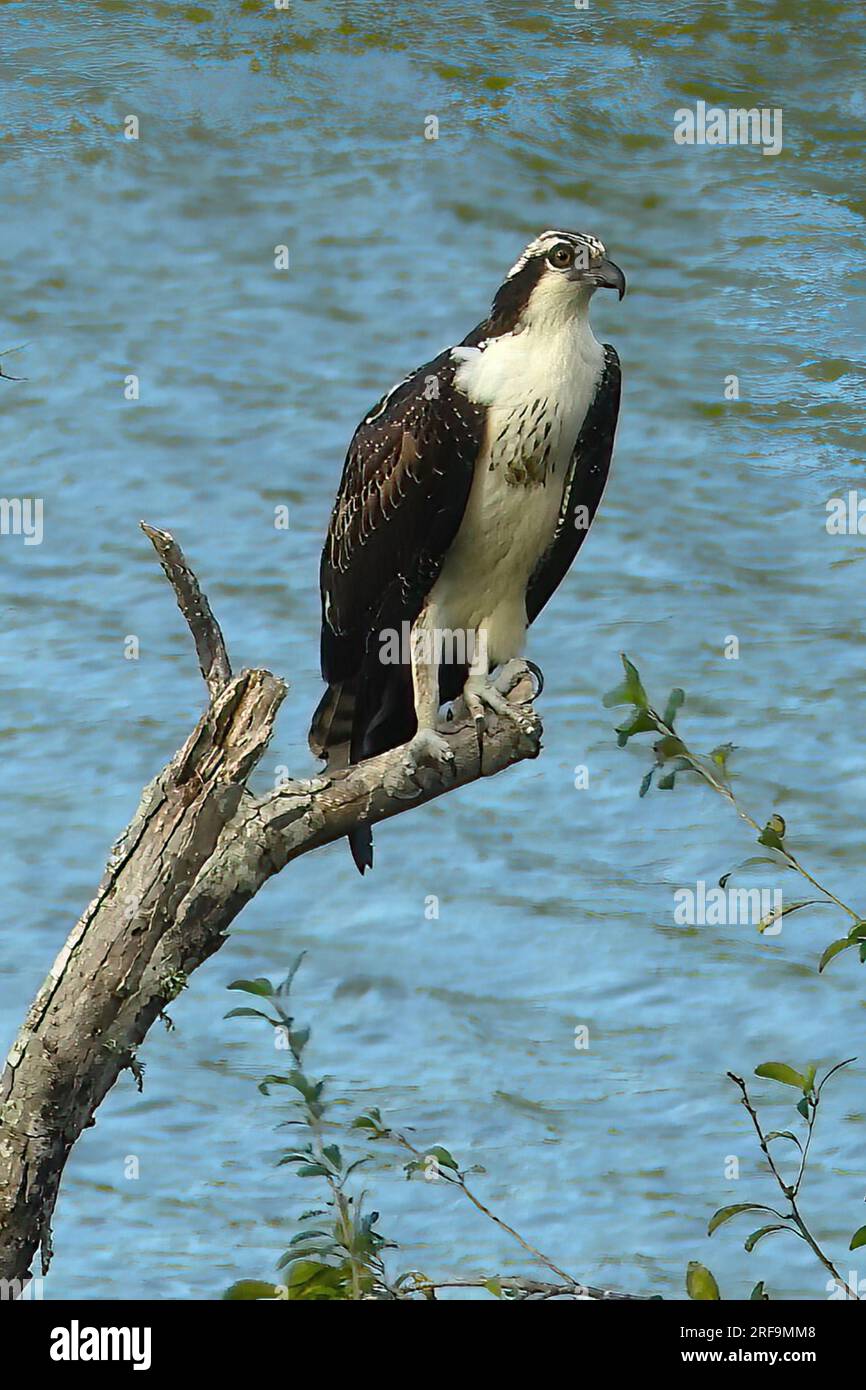 Osprey photos hi-res stock photography and images - Alamy