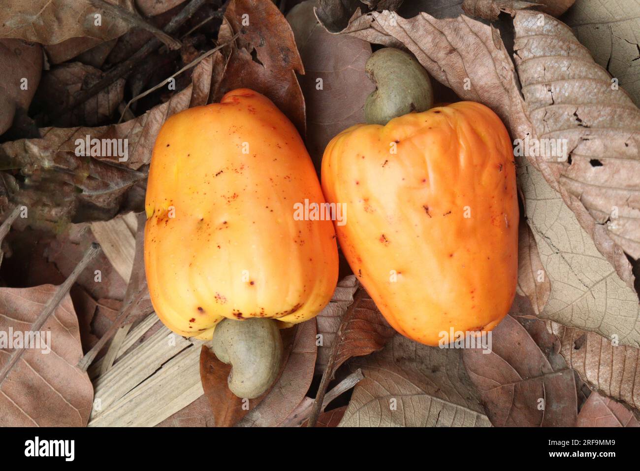 ripe cashew apple with Nut on farm for harvest are cash crops and ...