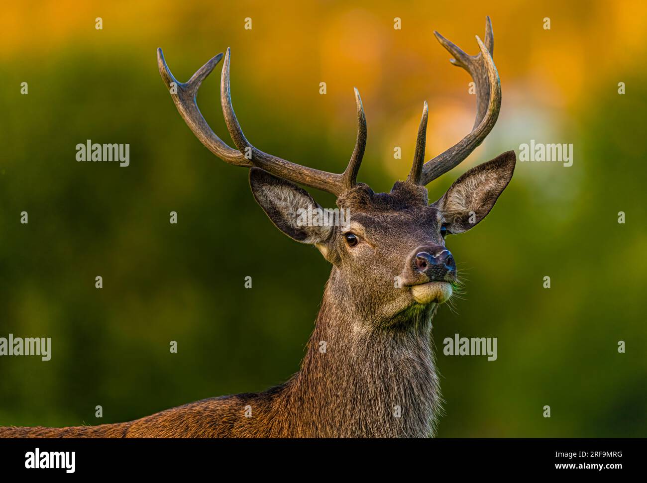 Dyrebilde hi-res stock photography and images - Alamy