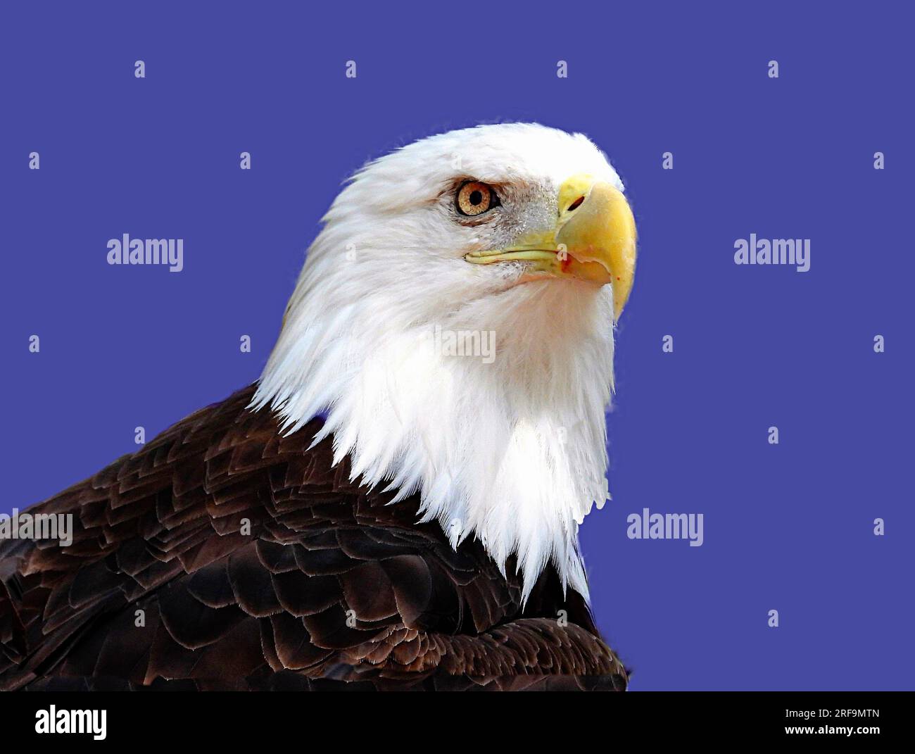 Bald eagle lovers hi-res stock photography and images - Alamy