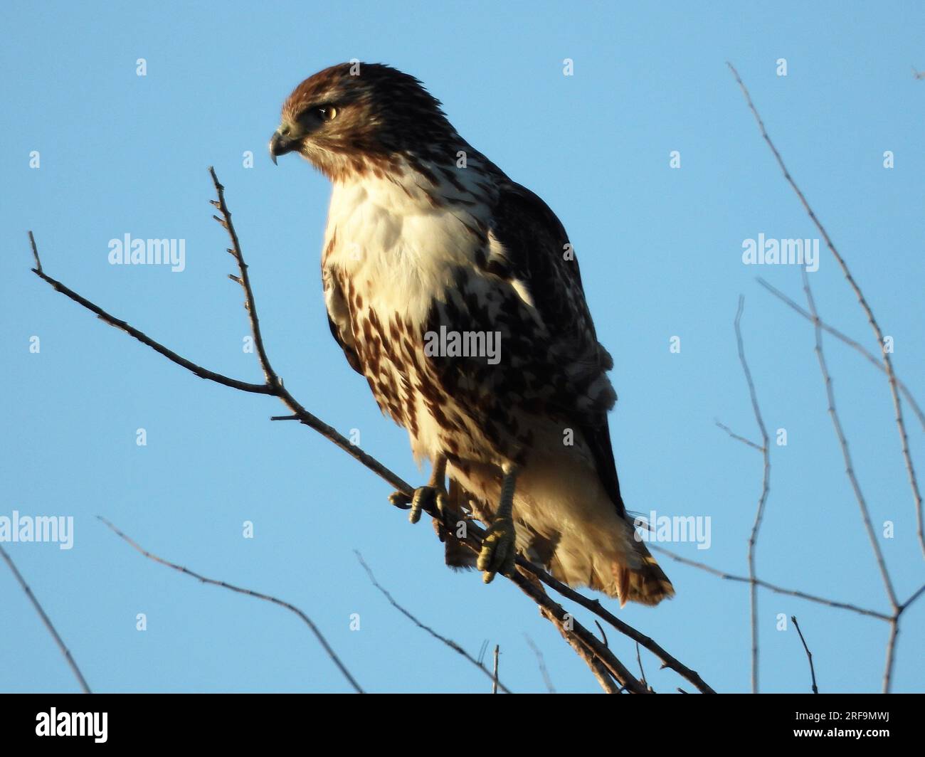 Hawk bird photos hi-res stock photography and images - Alamy