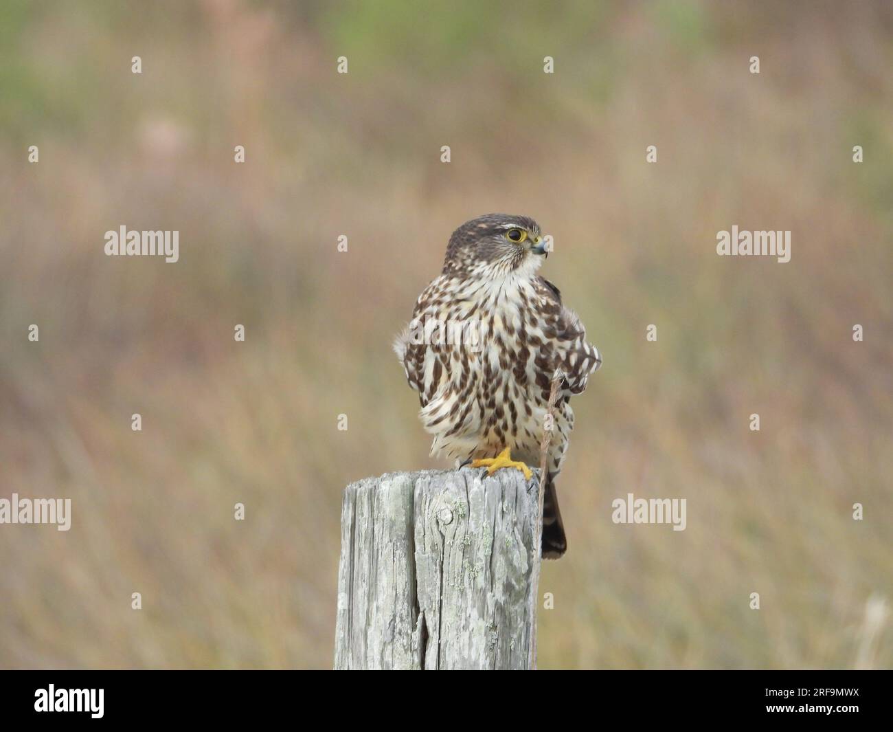 North texas birds hi-res stock photography and images - Alamy