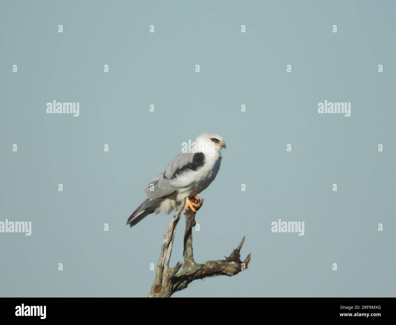 Texas wildlife preserves hi-res stock photography and images - Alamy