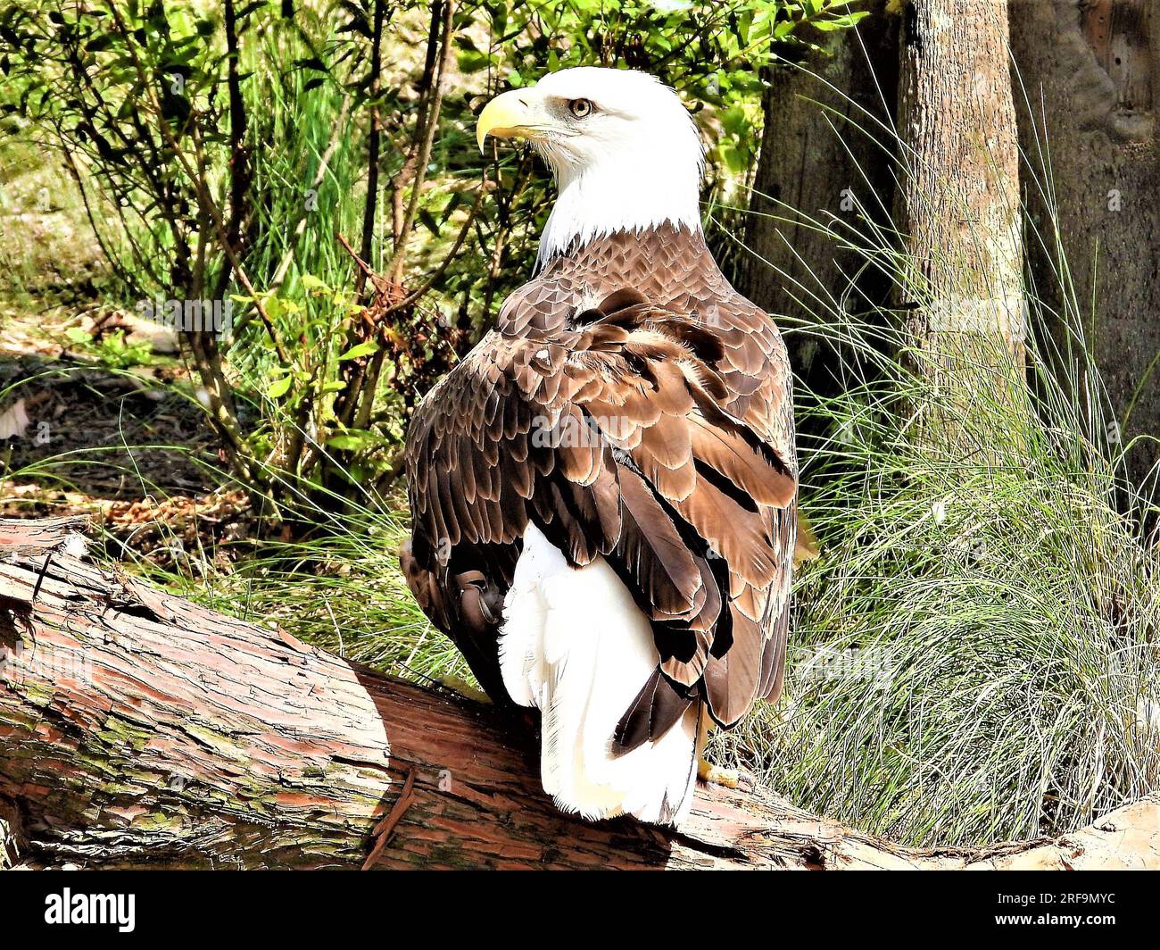 Bald eagle lovers hi-res stock photography and images - Alamy